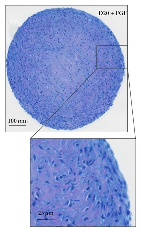 Histological Sections Of Chondrogenic Pellets On Day 20 Pellets From Download Scientific