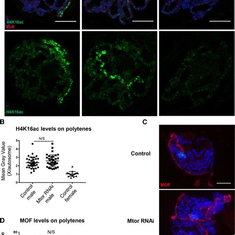 Measurement Of Protein Synthesis Using The Opp Assay A Scheme Of