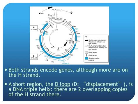 Ppt Mitochondrial Dna Powerpoint Presentation Free Download Id 2663404