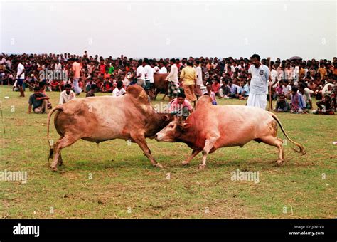 Bull Fighting Is One Of Festive And Heritage Folk Game In Bangladesh