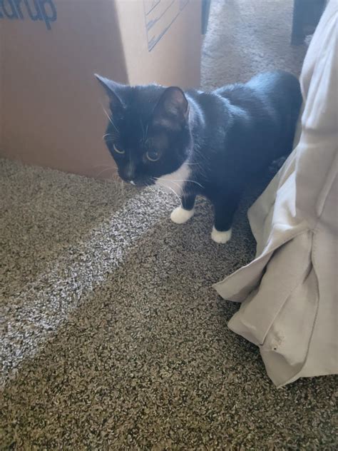 Cat A Day 974 Album On Imgur