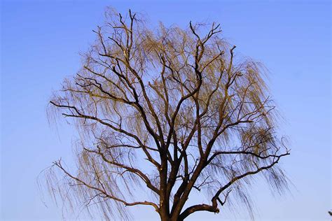 When And How To Prune A Weeping Willow Gardeners Path