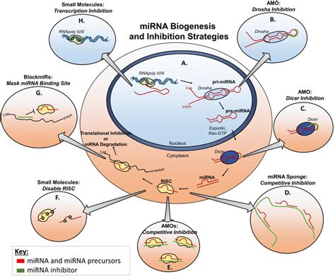 Mirna Inhibition In Tissue Engineering And Regenerative Medicine Pmc