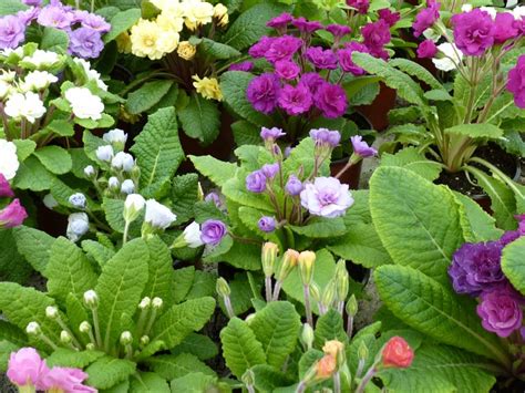 Barnhaven GefÜllte Primeln Samenmischung