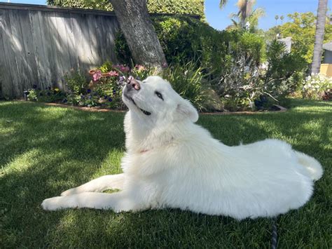 Available Dogs Samoyed Rescue Of Southern California