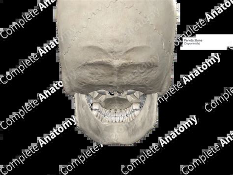 Parietal Bone Complete Anatomy