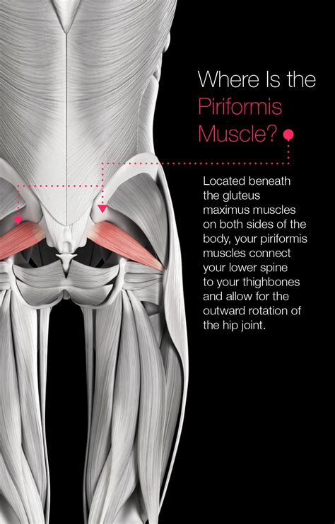 What Causes Knots In Piriformis Muscle At Lauren Murphy Blog