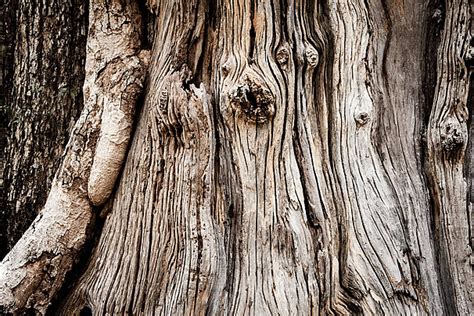 Big Tree Texture Background Images Hd Pictures And Wallpaper For Free
