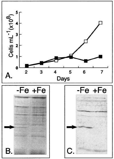 Fe Stress Response Of Synechococcus Sp Strain Wh7803 A