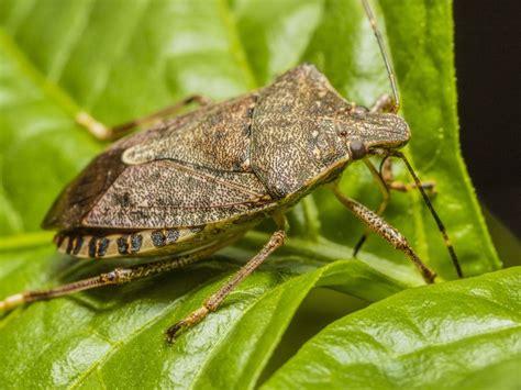 Poisonous Bugs In Canada
