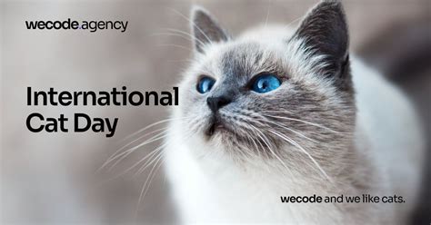 wecode agency on linkedin wecodeagency internationalcatday kittens