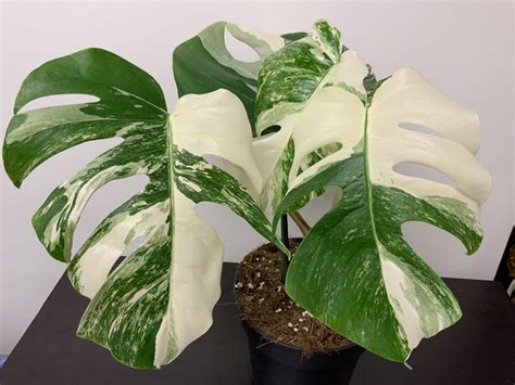 Monstera Deliciosa Albo Variegata The Most Expensive Plants 55 Off
