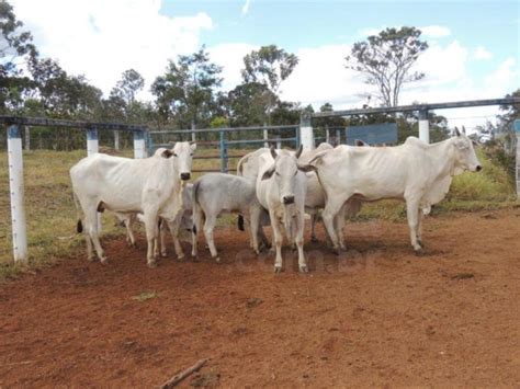 01 BrasÍliadf Lote Com 04 Vacas Nelore Prenhes Com Cria Ao PÉ