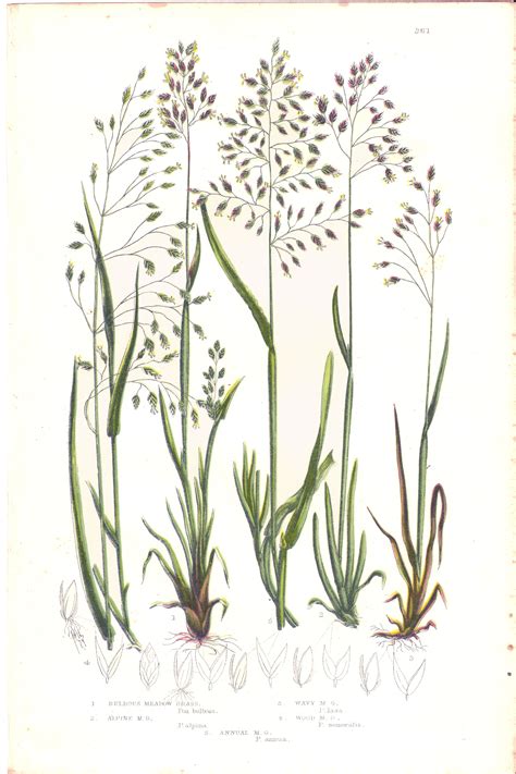 Pin By Ikuni Anne On 絵付参考に Botanical Illustration Botanical Drawings