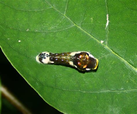 Yellow Swallowtail Larvae