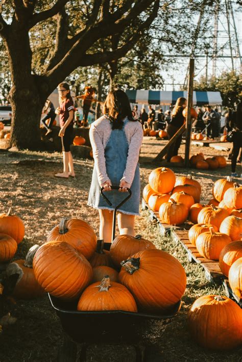 Pumpkin Patch Field Trip Tips — Teacher Questions Advice And Freebies