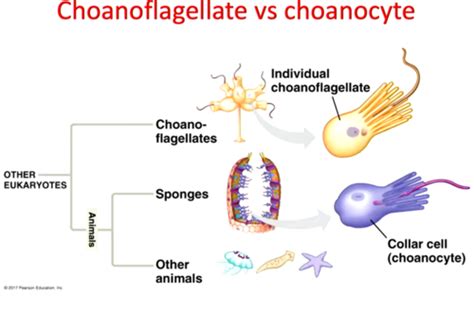 The 9 Phylum Flashcards Quizlet