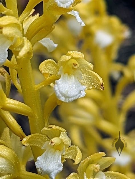 Aboutorchids Blog Archive These Coral Root Orchids Are Welcoming Summer