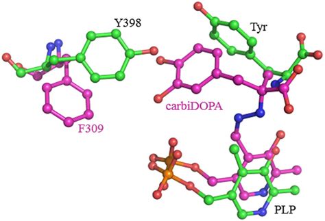 Superposition Of The Lbtdc Structure Onto The Pig Ddc Structure