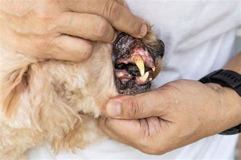 Dog With Teeth Gingivitis Decay And Gum Problem Had Most Of Her Teeth
