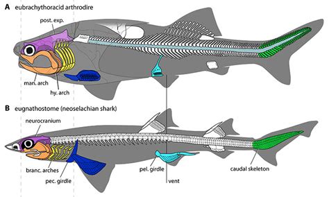 Dunkleosteus Reconstruction Figures