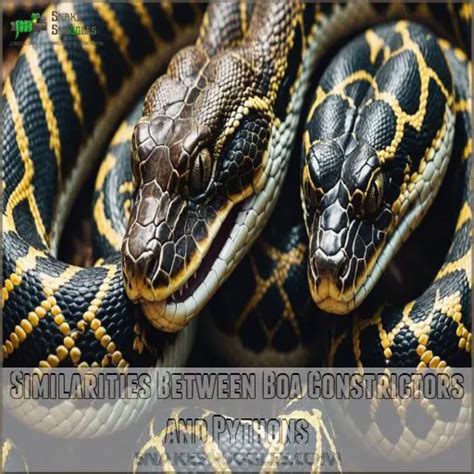 Boa Constrictor Vs Python 10 Key Differences You Need To Know 2024