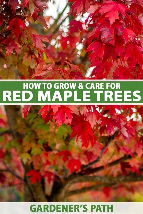How Do You Plant A Red Maple Tree