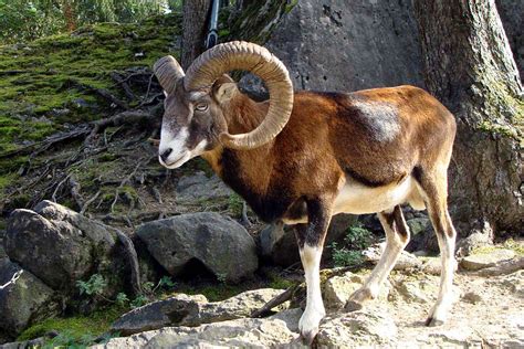 25 Top Inspirasi Ram Animal Wallpaper