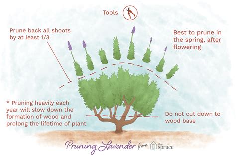 How To Prune A Bush Correctly At Mary Wagaman Blog