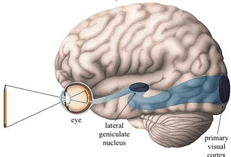 Figure 1 From Optical Illusions To Schizophrenic Delusions How Your