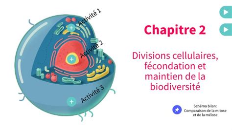 Chapitre 2 Division Cellulaire Fécondation Et Maintien De La Biodiv