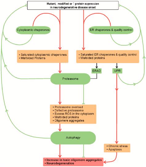 Proteostasis In Neurodegeneration Red Lines And Arrows Indicate