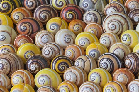 Land Snail Collection Of Shells Showing Variations Stock Image C0417102 Science Photo Library Land Snail Collection Of Shells Showing Variations Stock Image C0417102 Science Photo Library
