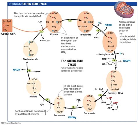 Tca Cycle Diagram Quizlet