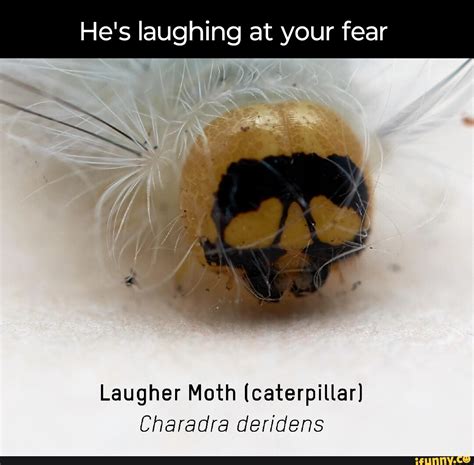 Hes Laughing At Your Fear Laugher Moth Caterpillar Charadra Deridens
