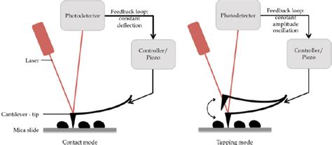 Principle Of Atomic Force Microscopy In Contact Mode Left The Tip