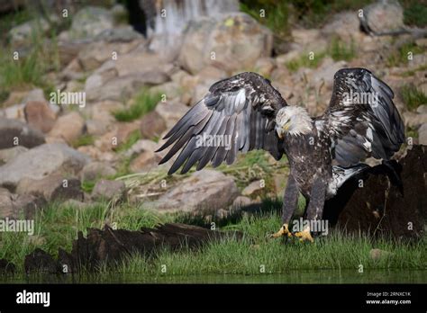 The Wings Of Eagles Immagini E Fotografie Stock Ad Alta Risoluzione Alamy
