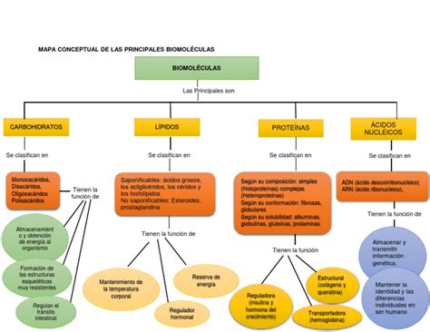 Mapa Conceptual De Las Principales Biomoleculas Biomoléculas