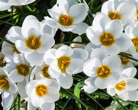 Types Of Crocus 12 Spring Flowering Bulbs Gardeningetc