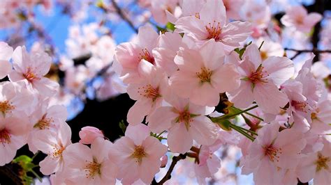 Spring Blossoms Wallpaper 2560x1440 31843