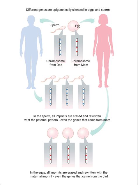 Genomic Imprinting Discovery At Beth Wagner Blog