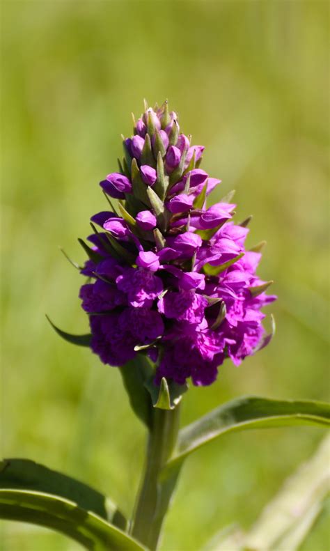 Img 1010 01 The Pingus Flickr