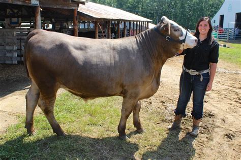 Sarah Stegall In A ‘pickle About The Fair Daily Journal Online