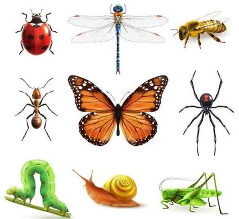 200 Insect Scientific Names And Classification Guide