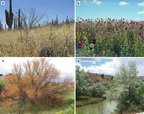 Fig A43 Invasive Plants Associated With Arizona And New Mexico Download Scientific Diagram