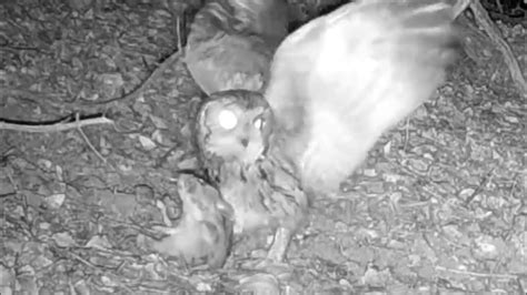 Owl Flies Off With Huge Rat Youtube