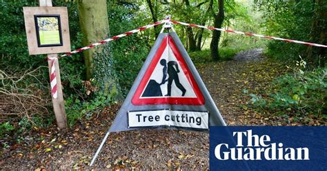 Uk Forests Face Catastrophic Ecosystem Collapse Within 50 Years Study