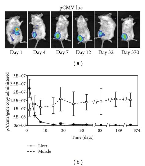 Duration Of Plasmid Based Cmv Promoter Activity In Vivo In Liver And