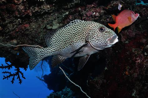 40 Agincourt Reef Foto Stok Potret And Gambar Bebas Royalti Istock