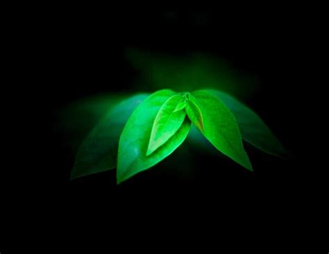 Premium Photo Close Up Of Leaf Over Black Background